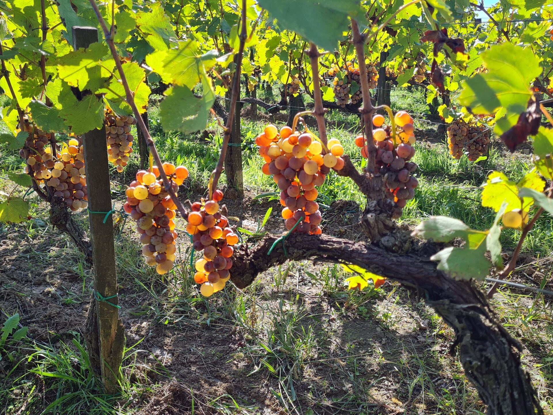 Vineyards – Vinarstvo Batič